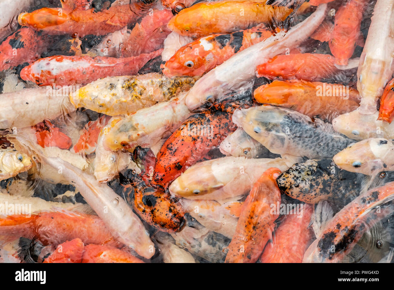 Koi fish swimming in pond hi-res stock photography and images - Alamy