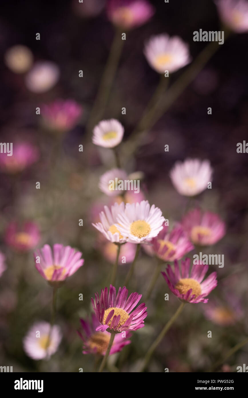 Colorfull flowers background hi-res stock photography and images - Alamy