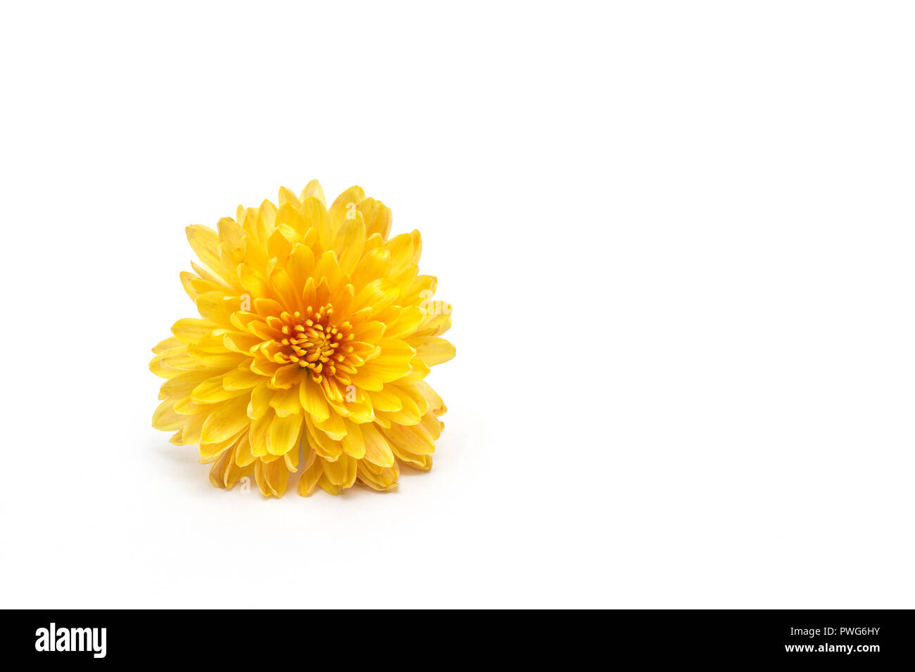 Single Yellow Flower White Background