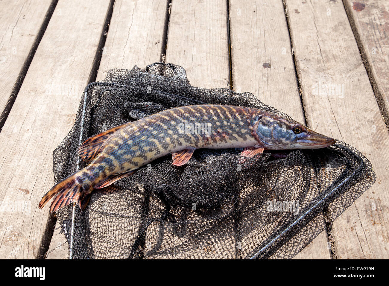 Freshwater Northern pike fish know as Esox Lucius lying on black ...