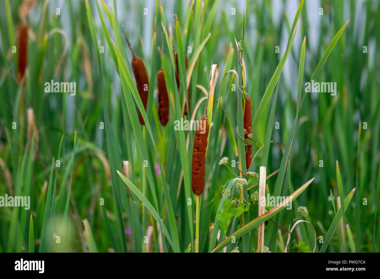 A bunch of cattails at the waters edge Stock Photo - Alamy