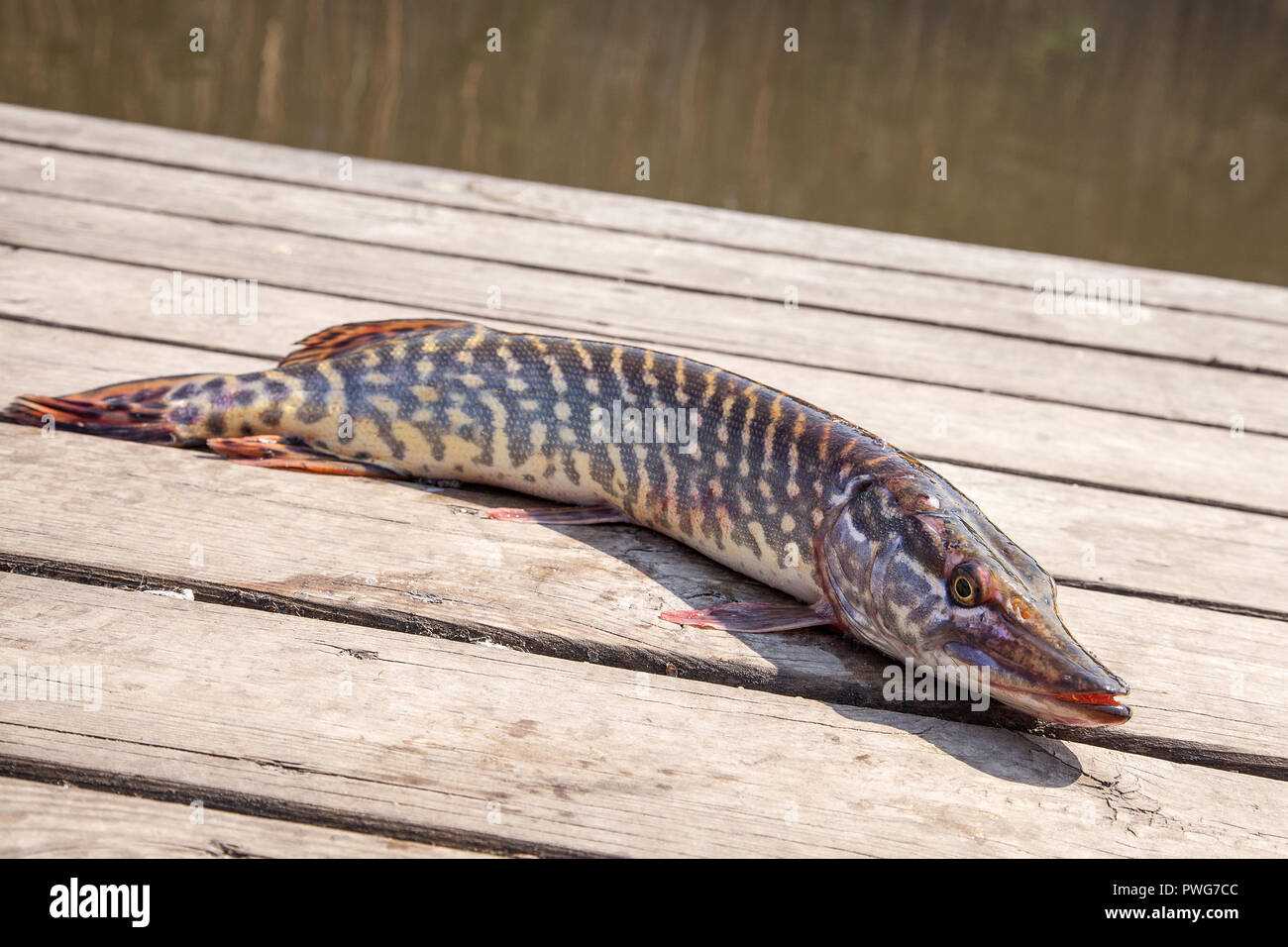 Freshwater Northern pike fish know as Esox Lucius lying on vintage ...