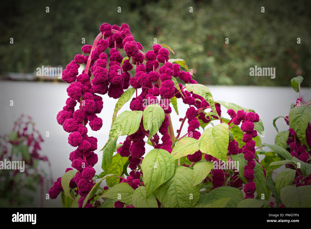 flower and plant red big amaranth, close-up, botanical Stock Photo - Alamy