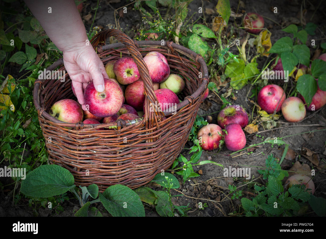 Female hand puts an apple under the apple tree in the basket, close-up ...