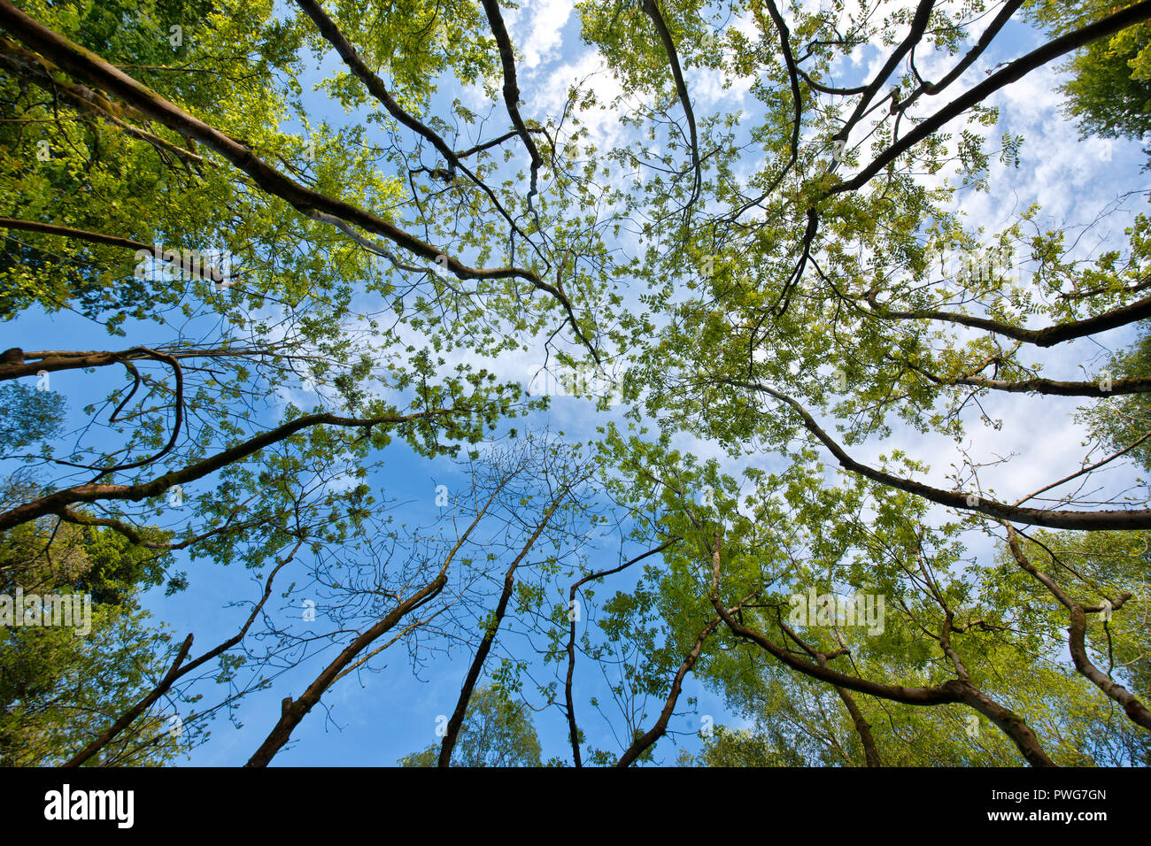 Insect view hi-res stock photography and images - Alamy