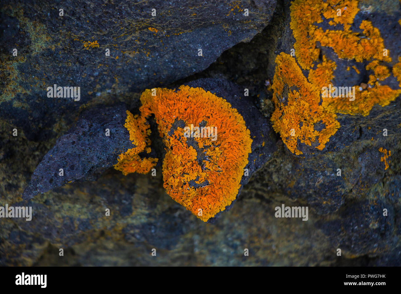 Lichen iceland hi-res stock photography and images - Alamy
