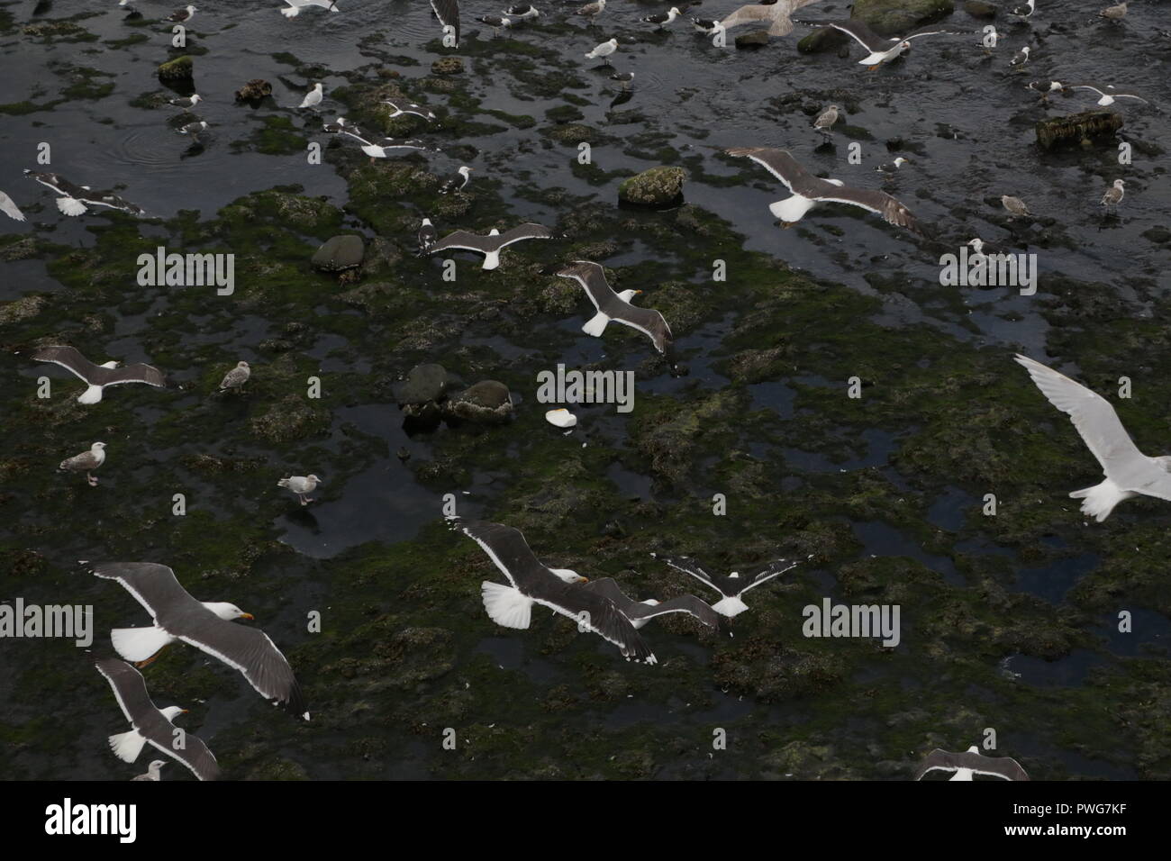 Birds of iceland hi-res stock photography and images - Alamy