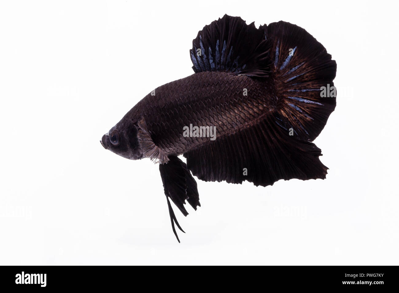 Background moon black Cut Out Stock Images & Pictures - Alamy