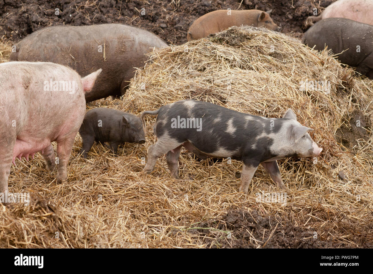 Pig manure hi-res stock photography and images - Alamy