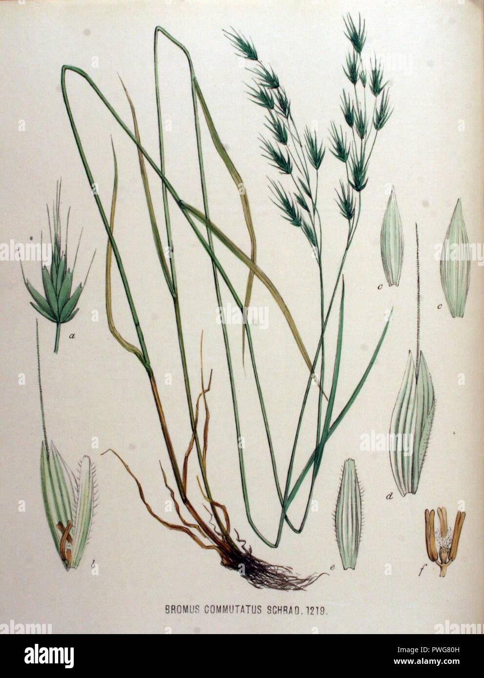 Bromus commutatus — Flora Batava — Volume v16 Stock Photo - Alamy Bromus commutatus — Flora Batava — Volume v16 Stock Photo - Alamy