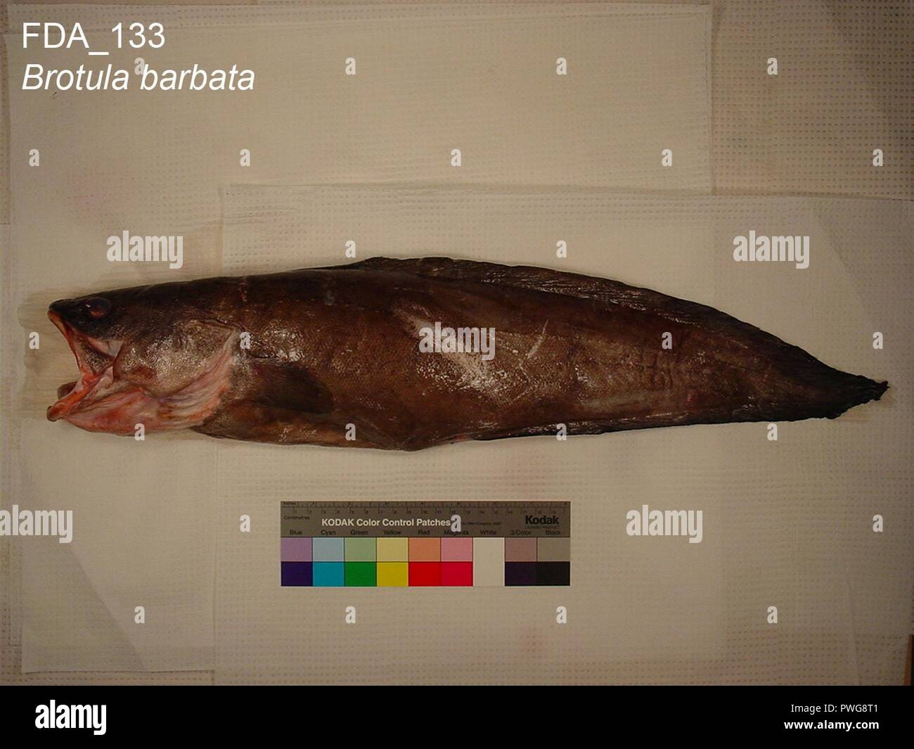 Brotula barbata, Bearded Brotula Stock Photo - Alamy