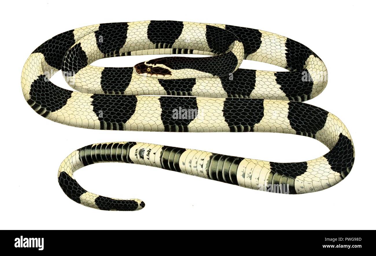 Diagram Of The The Length Of Krait Snake