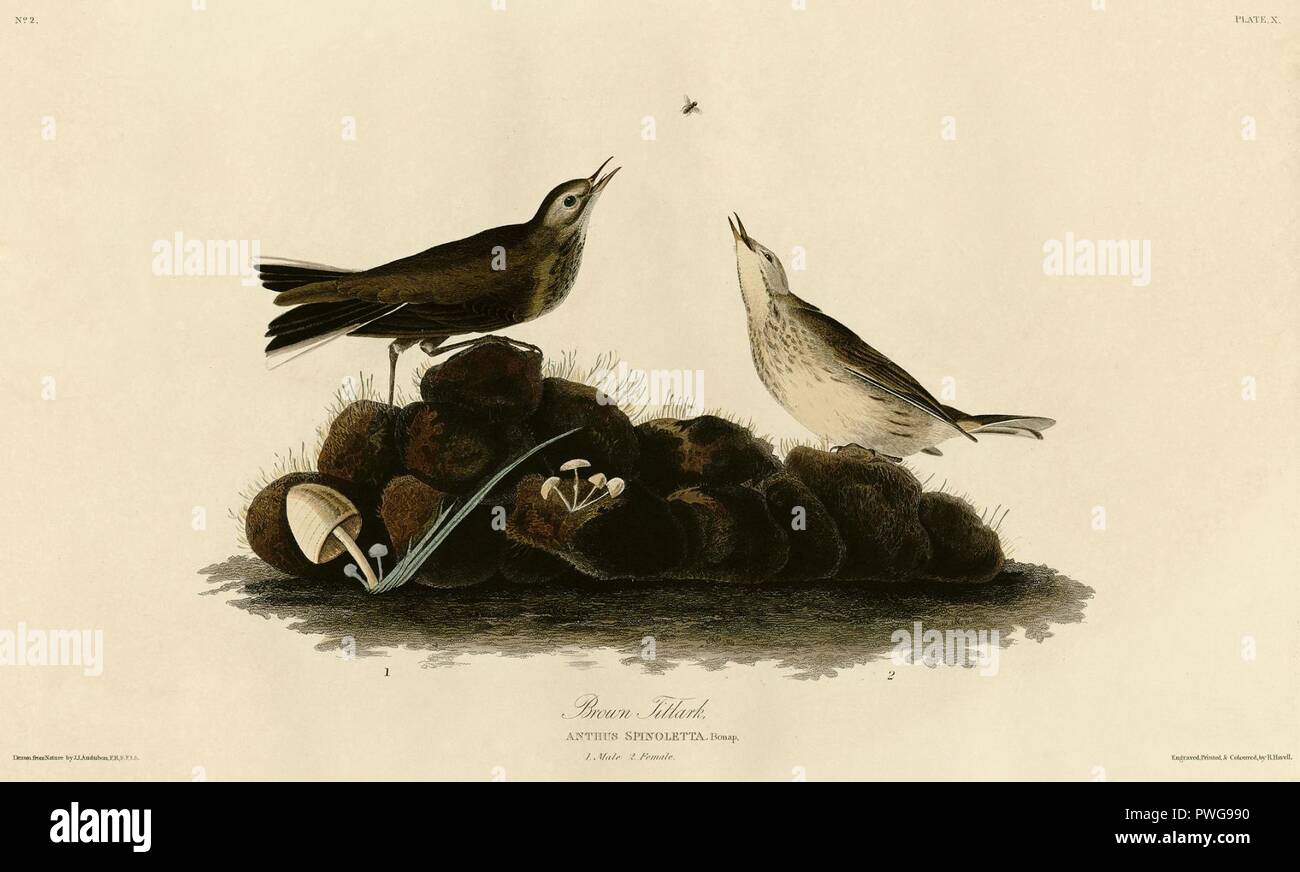 Brown titlark hi-res stock photography and images - Alamy