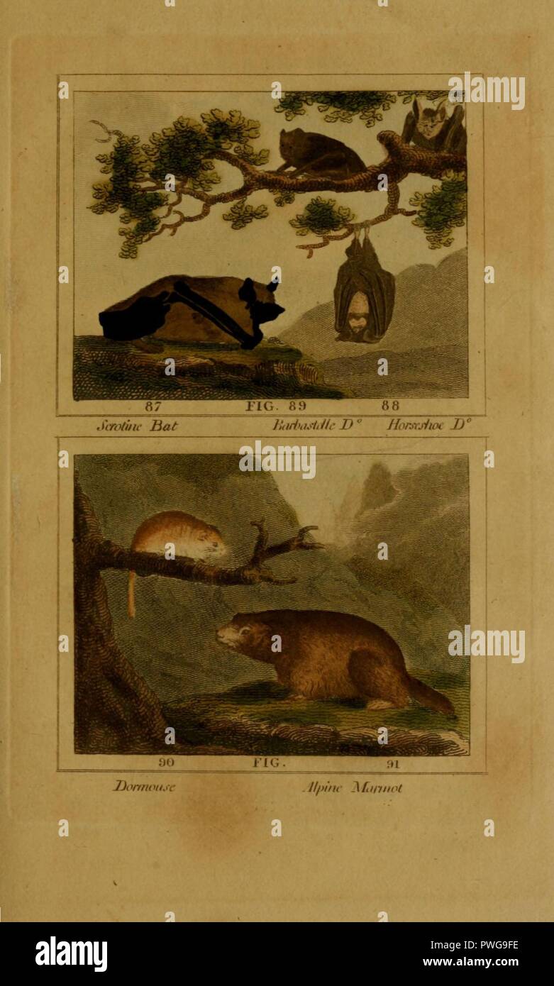 Buffon's Natural history (Figs. 87-91 Stock Photo - Alamy