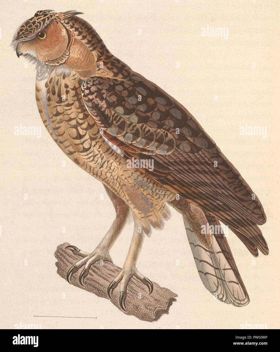 Bubo ascalaphus 1838 Stock Photo - Alamy