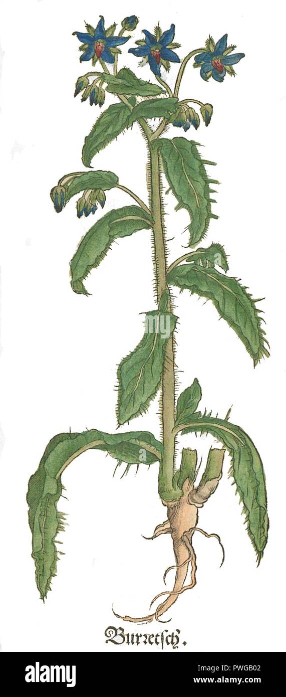 Brunfels High Resolution Stock Photography and Images - Alamy