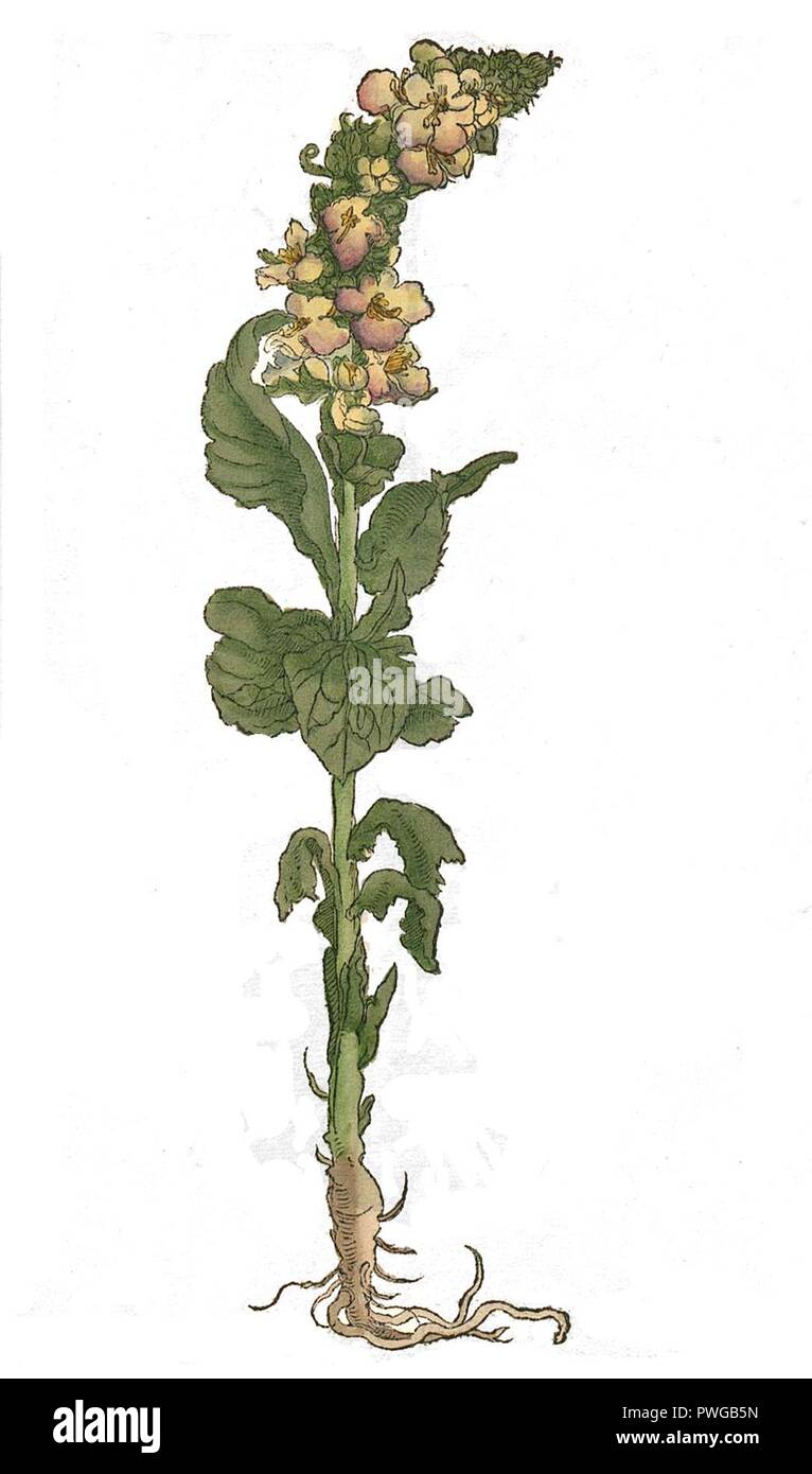 Brunfels High Resolution Stock Photography and Images - Alamy