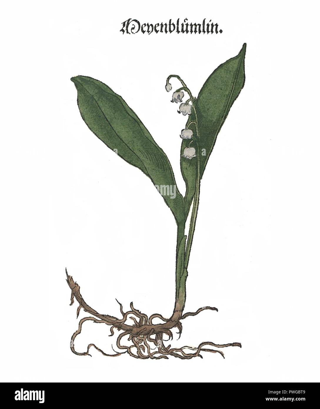 Brunfels High Resolution Stock Photography and Images - Alamy