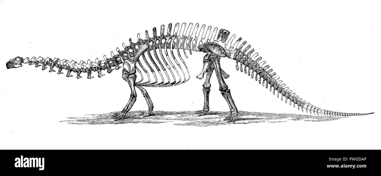 Brontosaurus Black and White Stock Photos & Images - Alamy