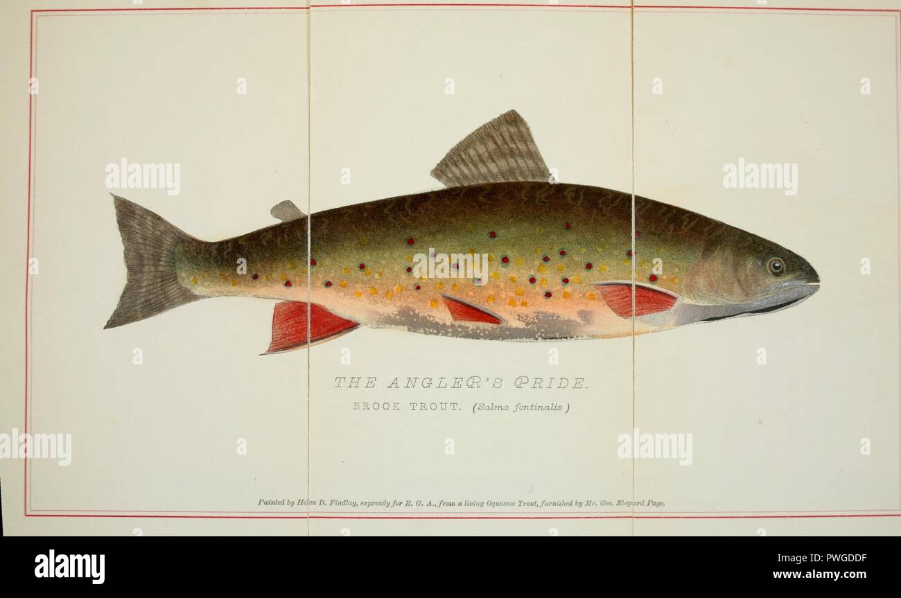 Brook trout fishing (Plate- Brook trout Stock Photo - Alamy