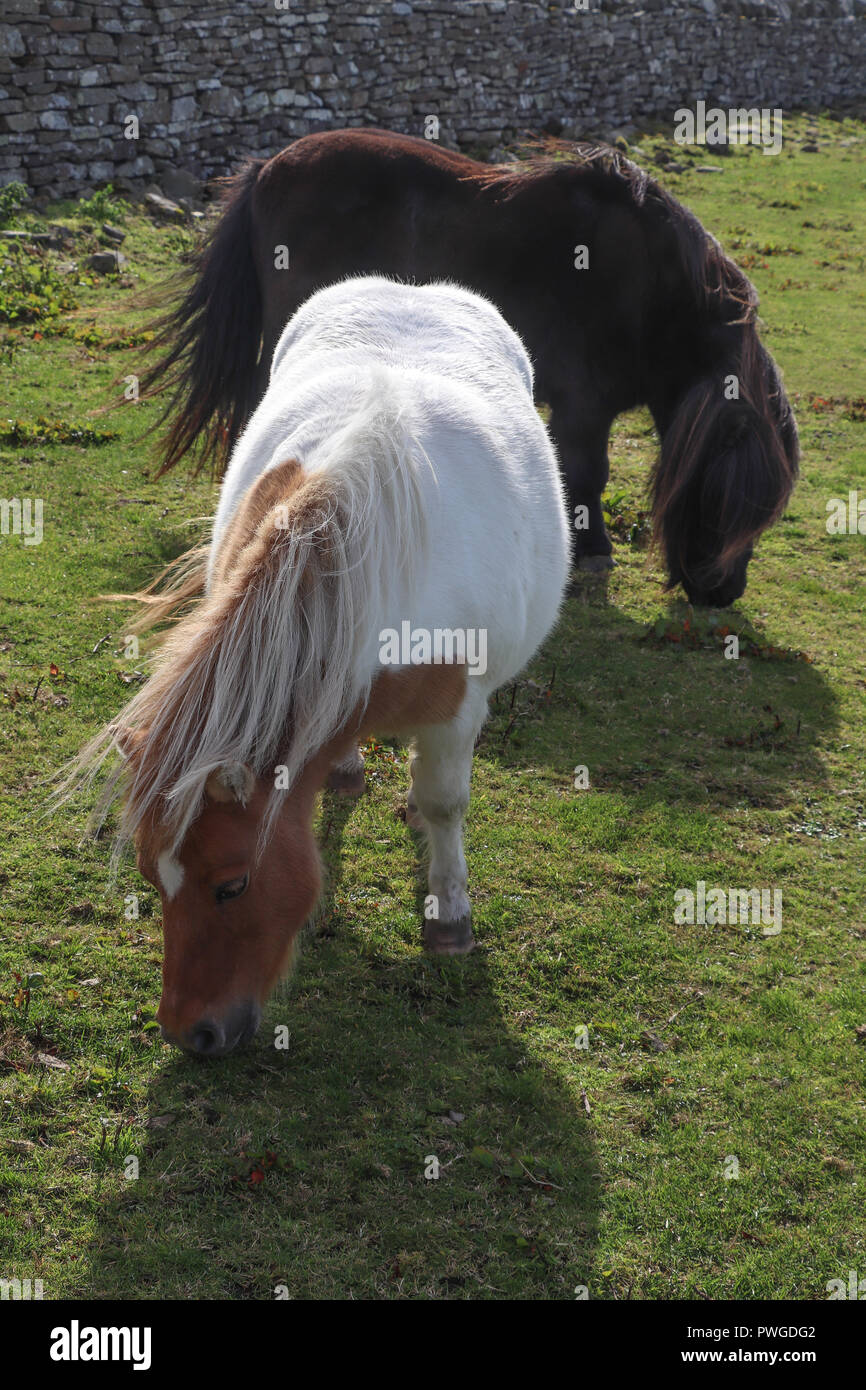 Two Shetland ponies, one black, the other white and chestnut, graze in ...