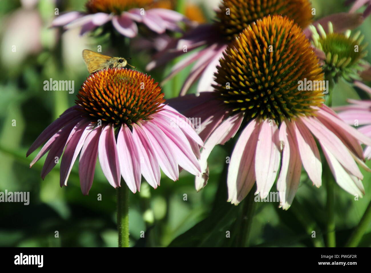 The bee is buzzing around the flower Stock Photo - Alamy