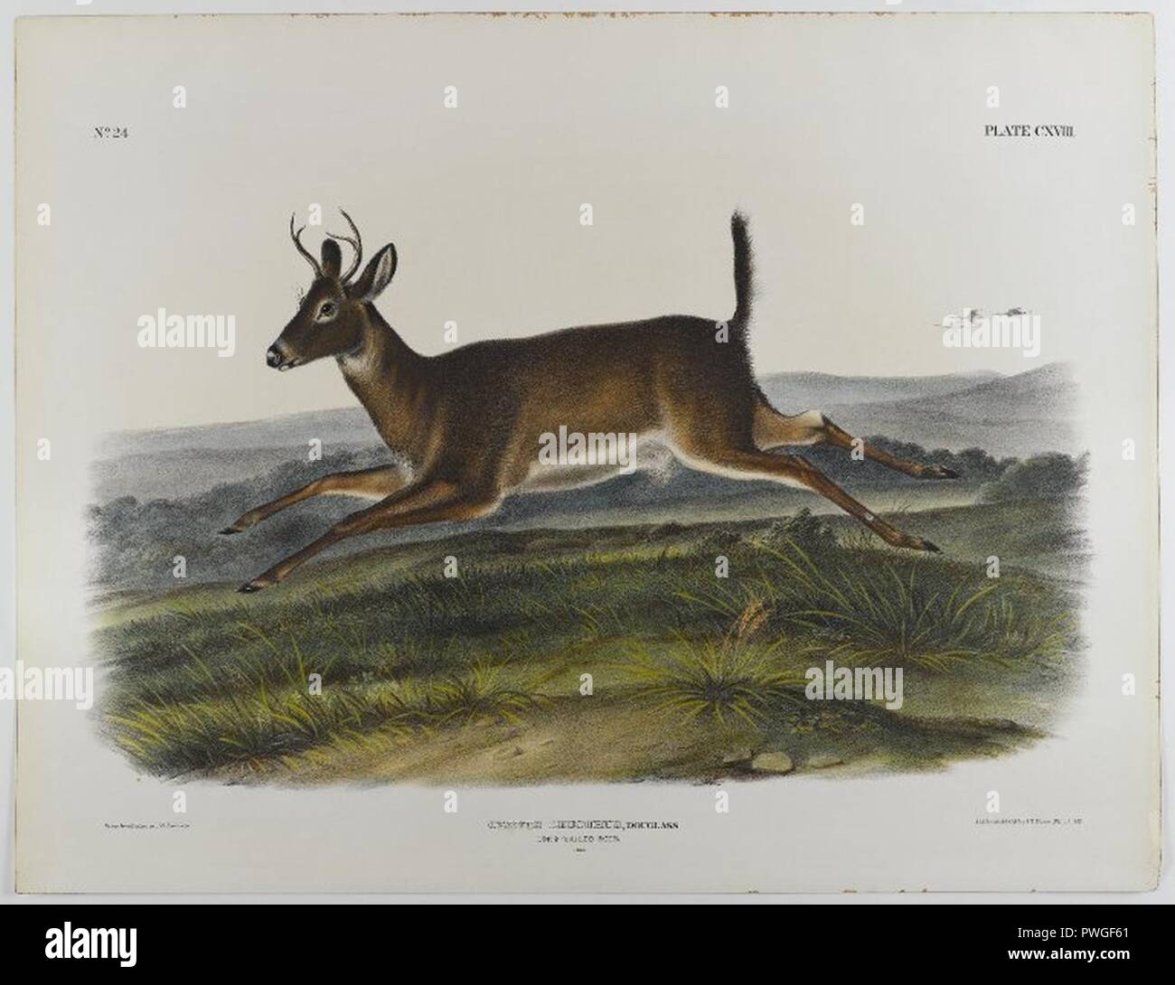 Long tailed deer hi-res stock photography and images - Alamy