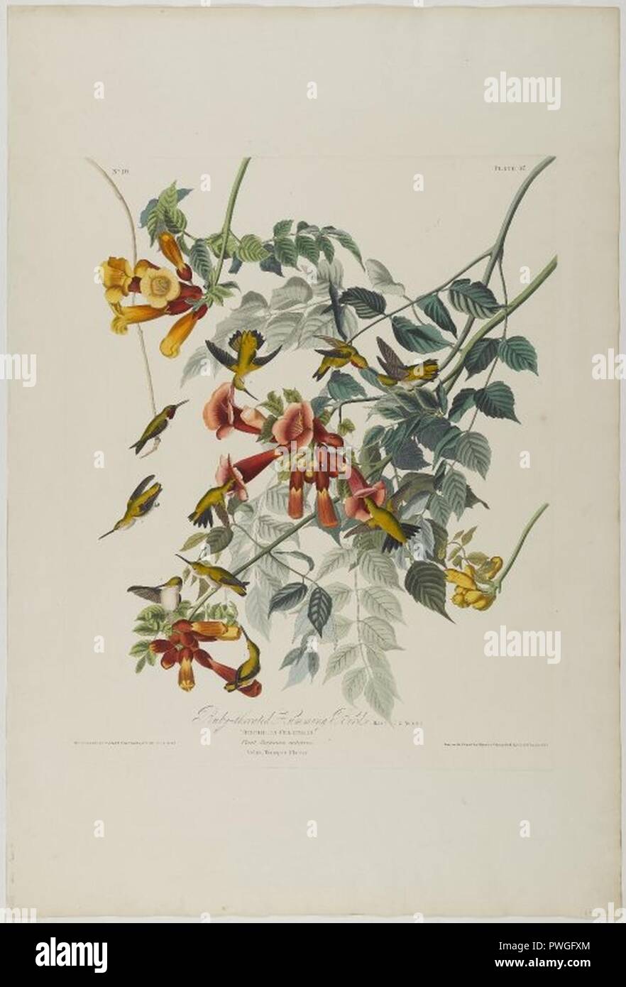 Ruby Throated Humming Bird - John J. Audubon Stock Photo - Alamy