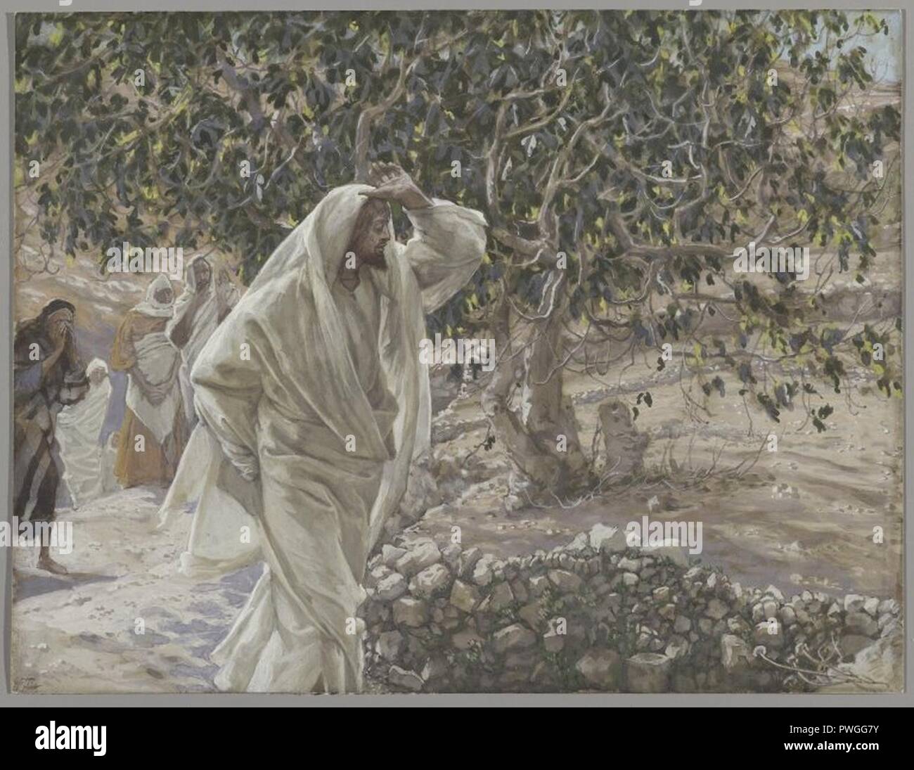 The Accursed Fig Tree (Le figuier maudit) - James Tissot Stock Photo ...