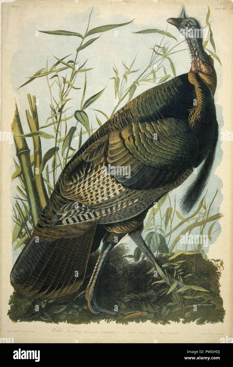 Wild Turkey - John J. Audubon Stock Photo - Alamy