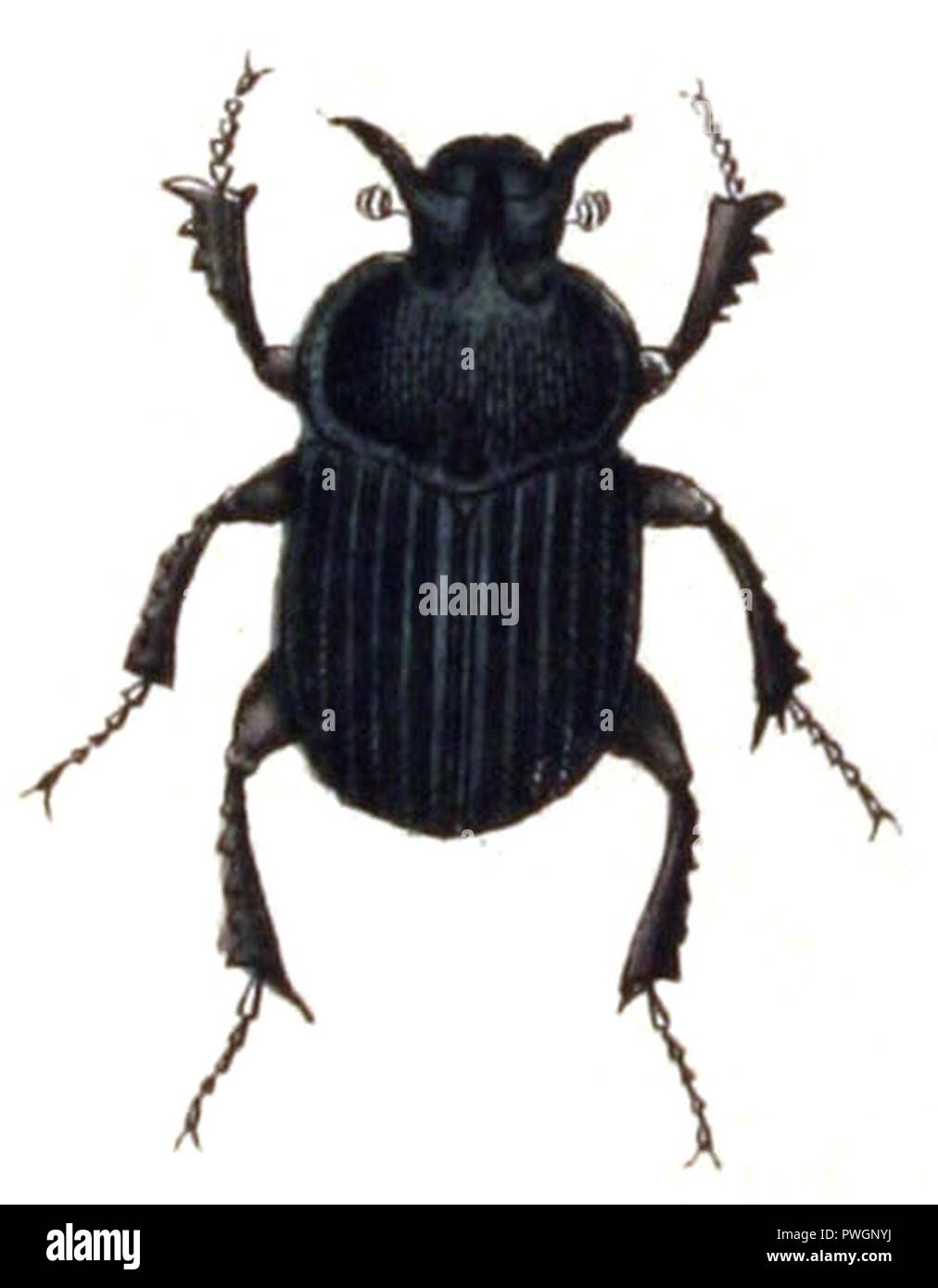 Bubas hi-res stock photography and images - Alamy