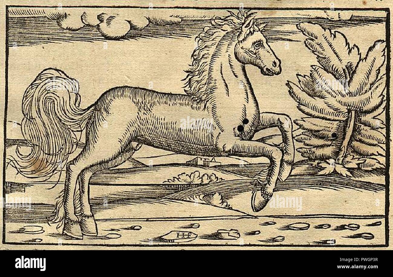 Bucephalus hi-res stock photography and images - Alamy