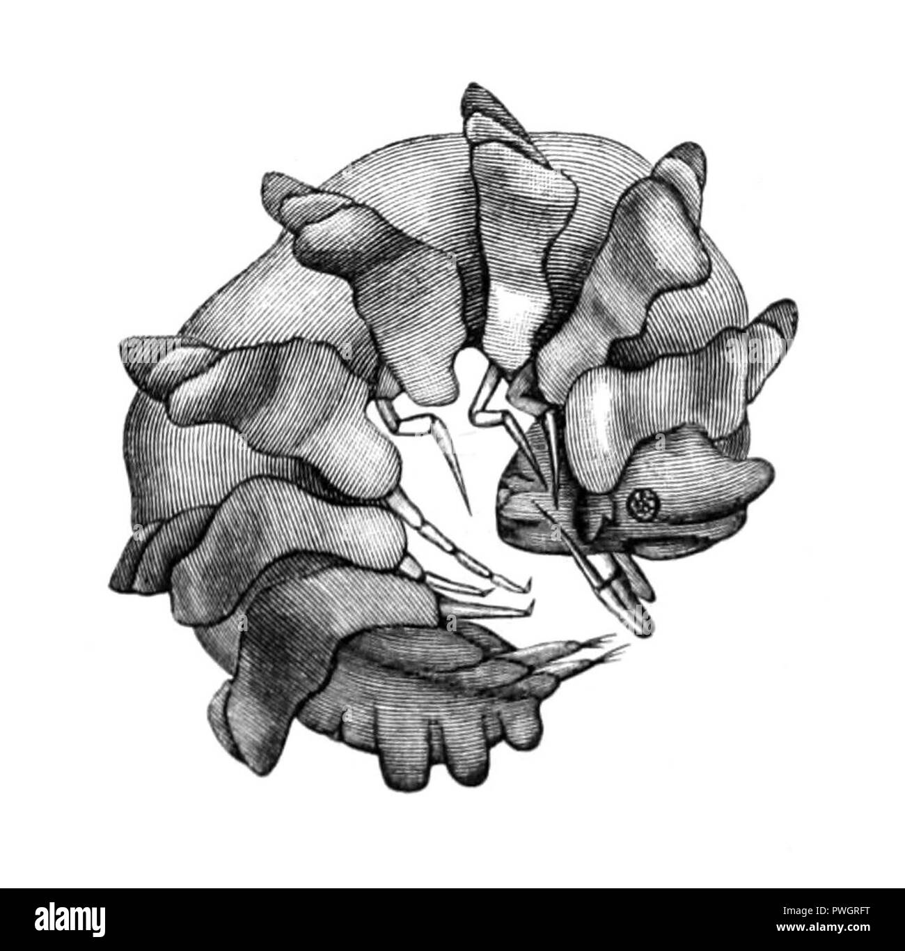 Buddelundiella armata 1897 Stock Photo - Alamy