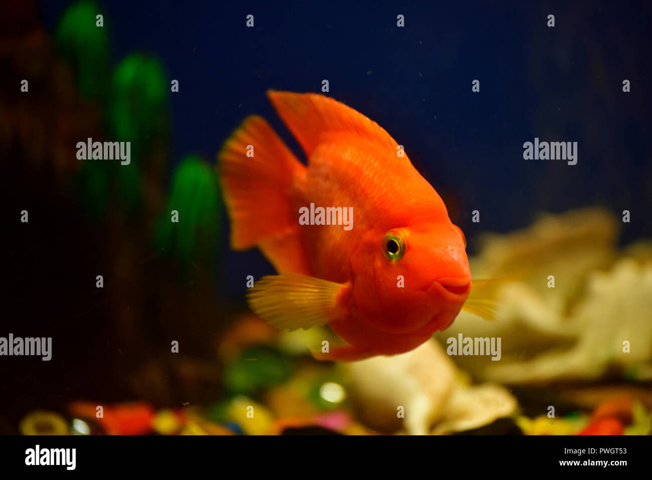 Close-up of goldfish swim under sea water Stock Photo - Alamy