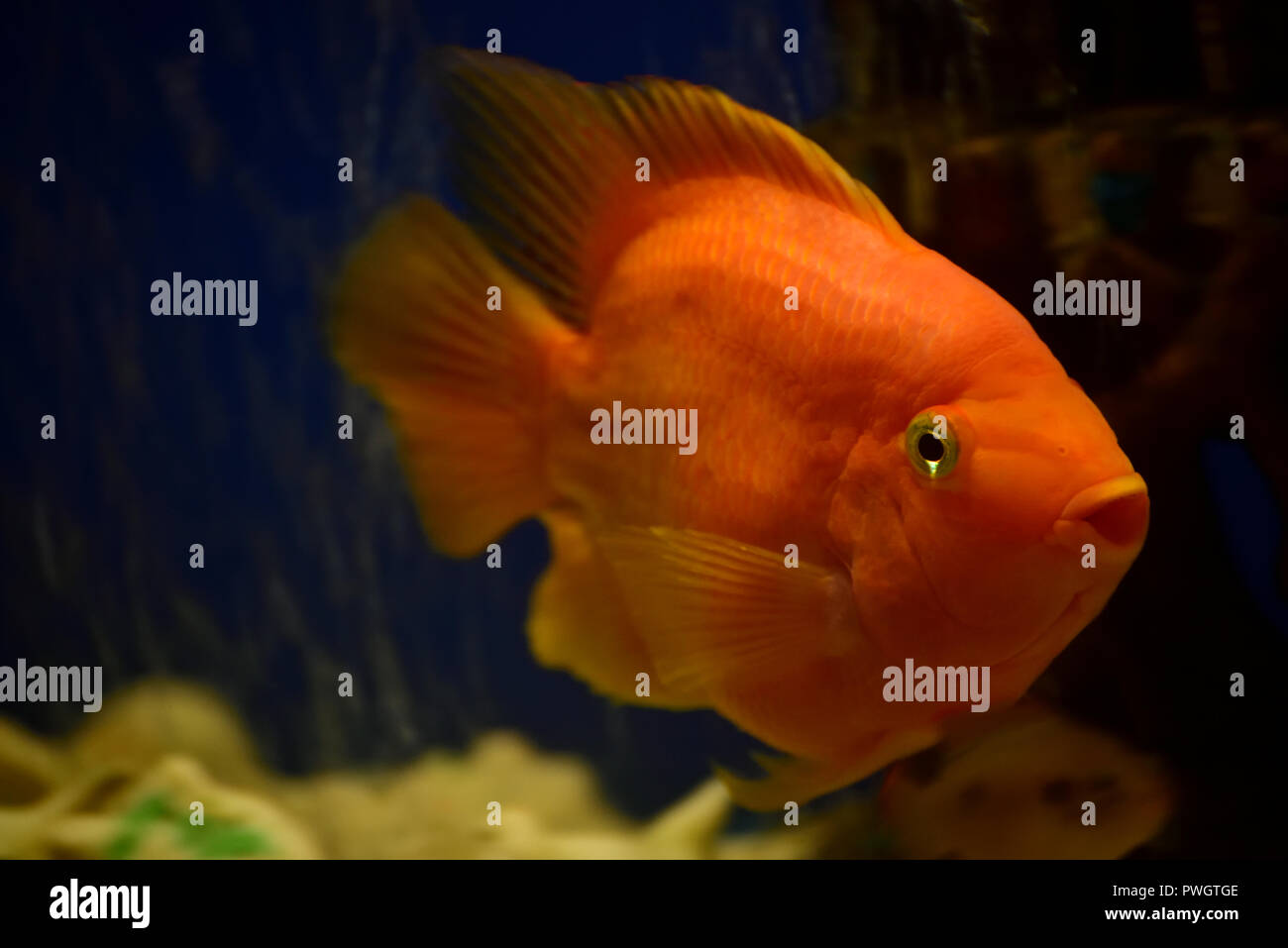 Close-up of goldfish swim under sea water Stock Photo - Alamy