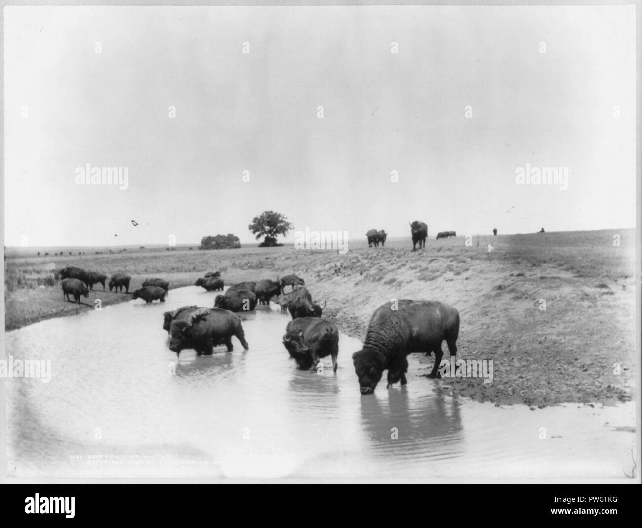 Buffalo at water Stock Photo - Alamy