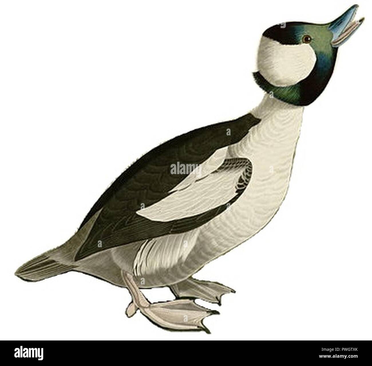 Buffel headed hi-res stock photography and images - Alamy