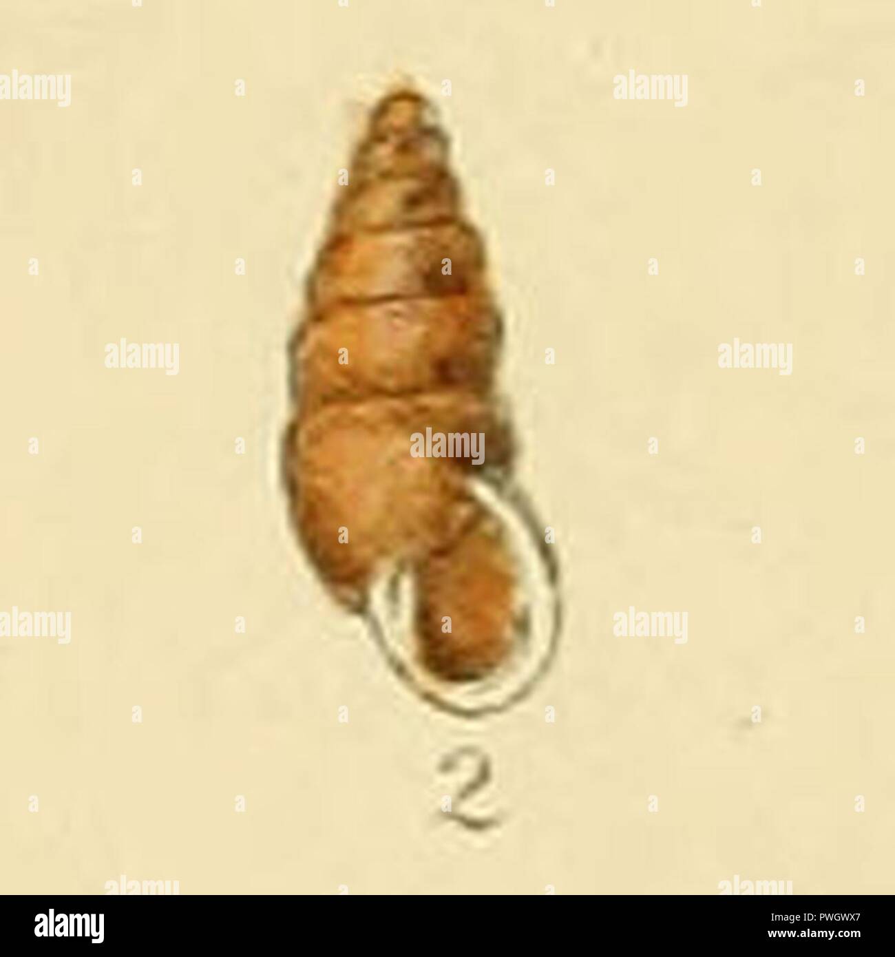 Bulimus hi-res stock photography and images - Alamy