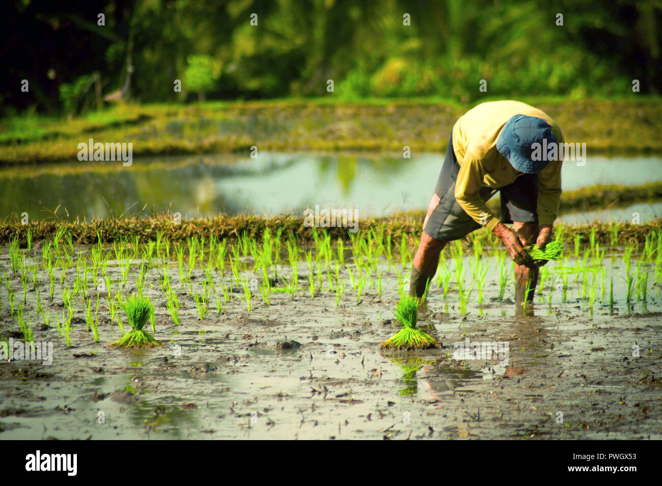 Farmer Working Farming at Rice Paddy Field Asia Asian Village ...
