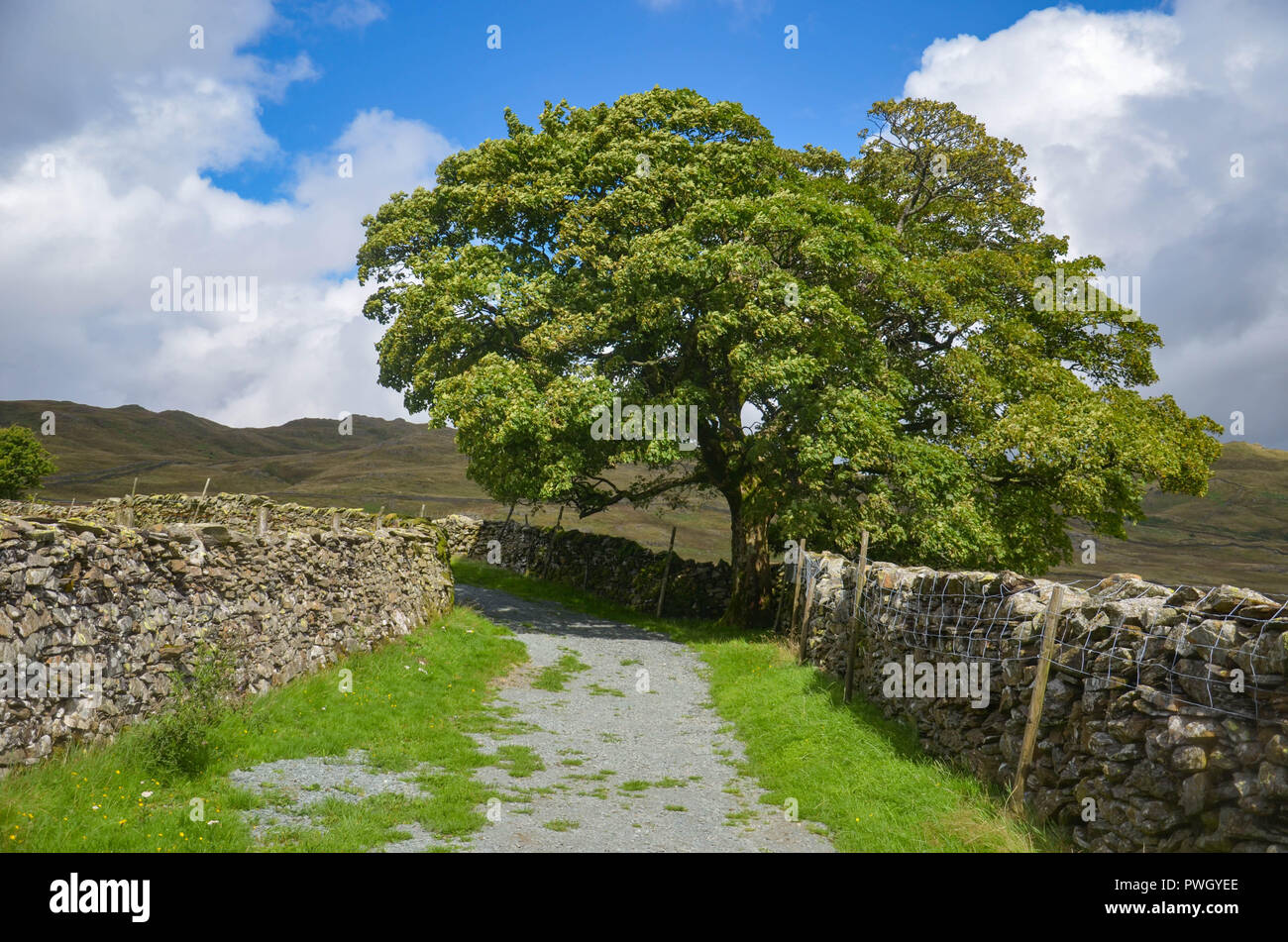 Tree Casting A Shadow High Resolution Stock Photography and Images - Alamy