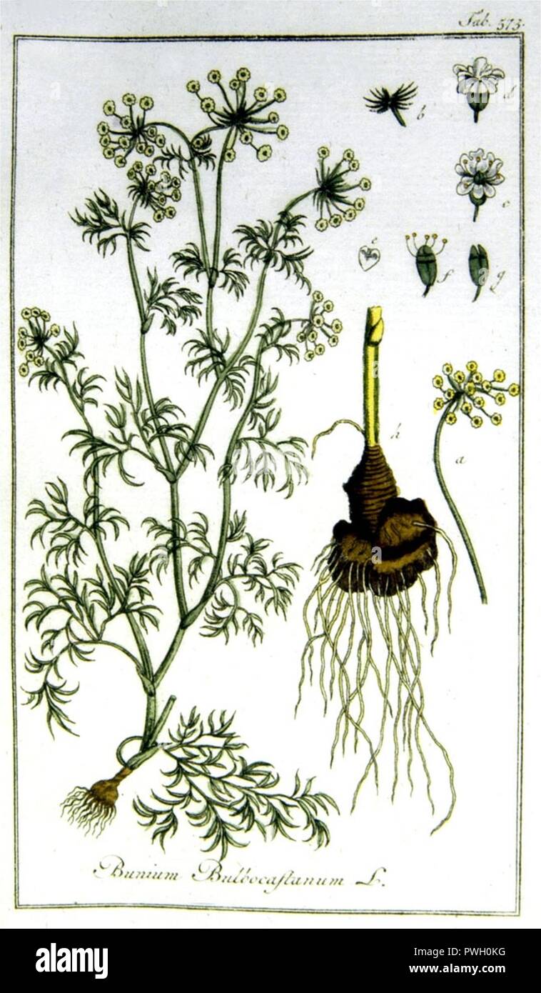 Bunium bulbocastanum, aardkastanje1 Stock Photo - Alamy