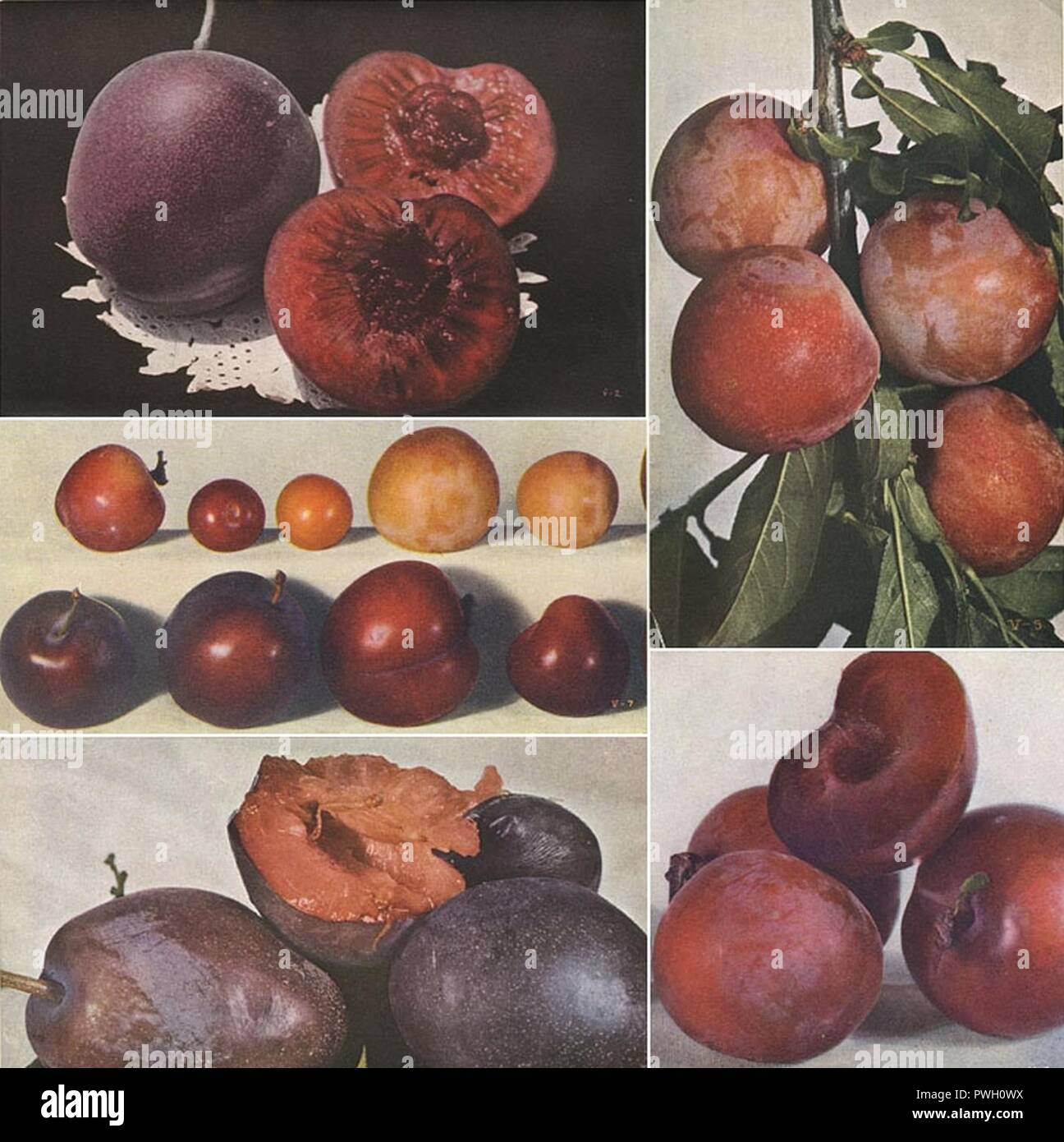 Satsuma plum hi-res stock photography and images - Alamy