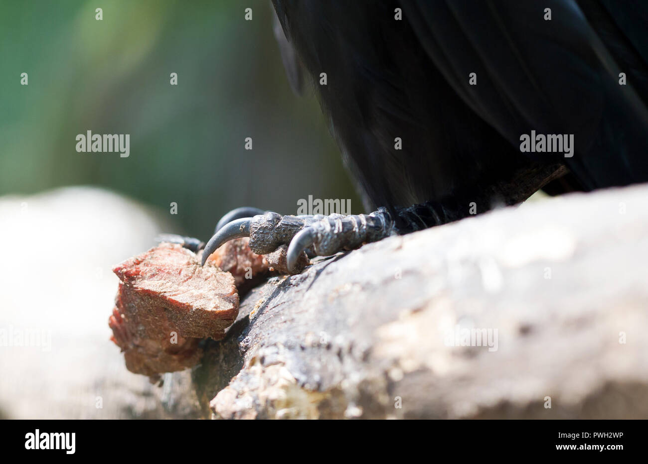 Crow eating meat hi-res stock photography and images - Alamy