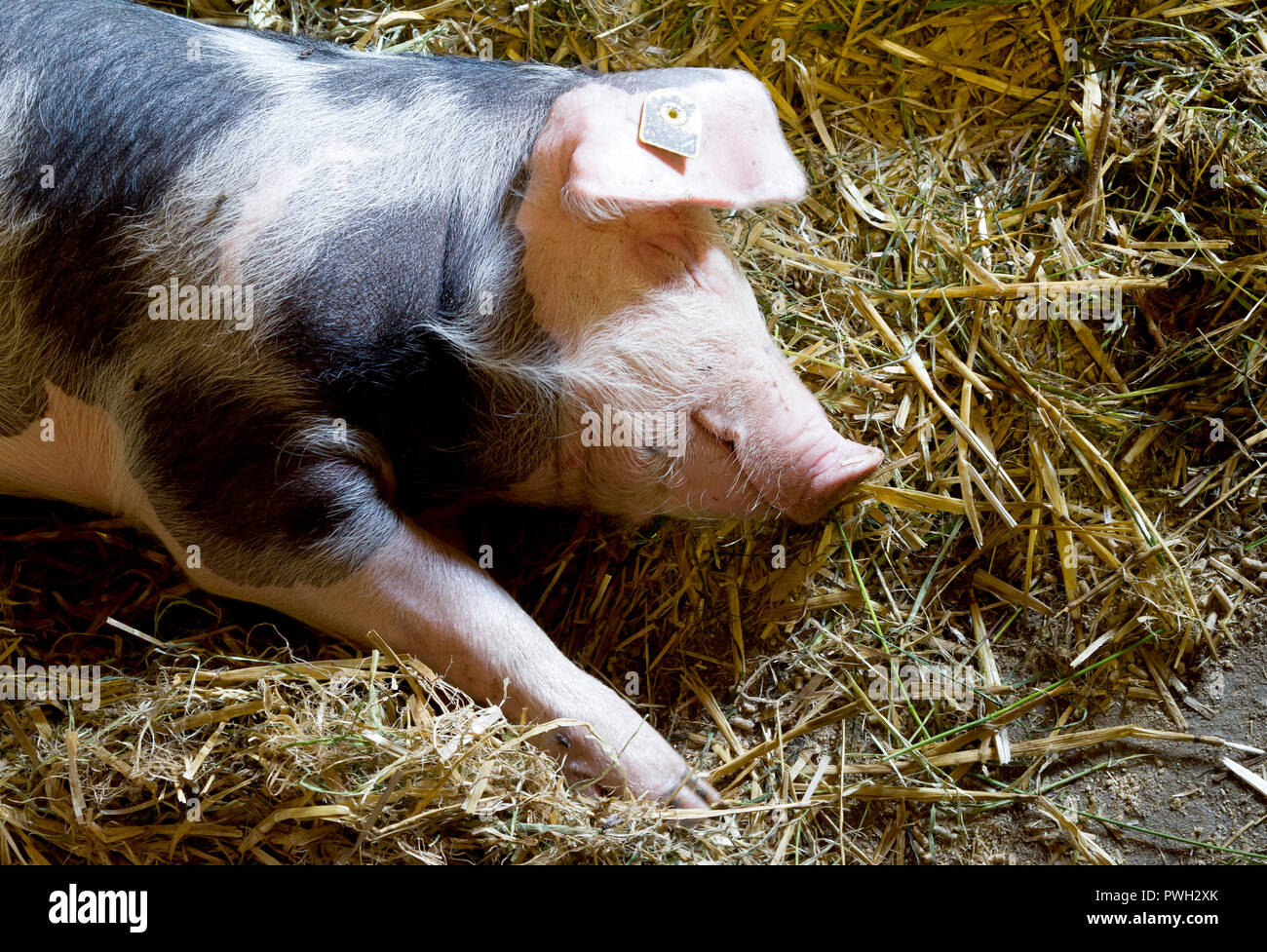 Pig top down hi-res stock photography and images - Alamy