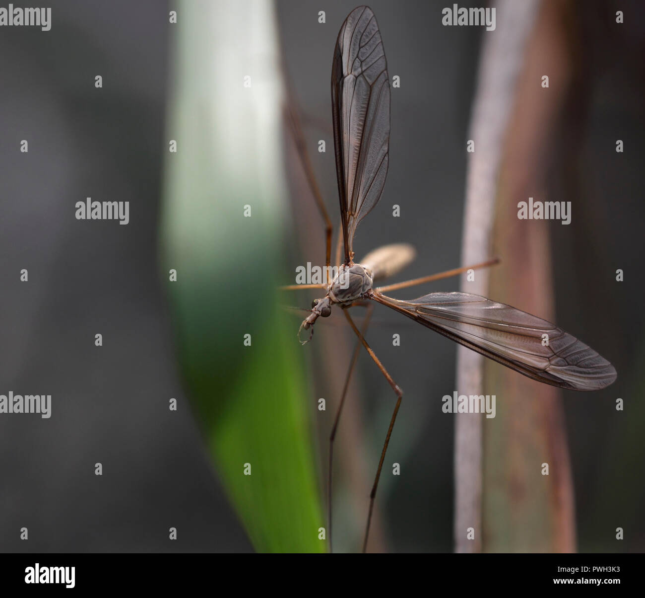 Wildlife creepy hi-res stock photography and images - Alamy