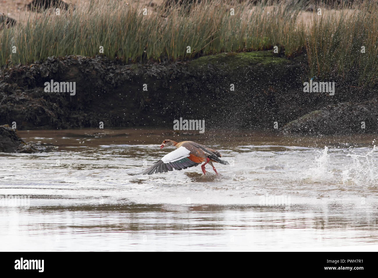 Egyptian goose taking off. Douro river border, Portugal Stock Photo - Alamy