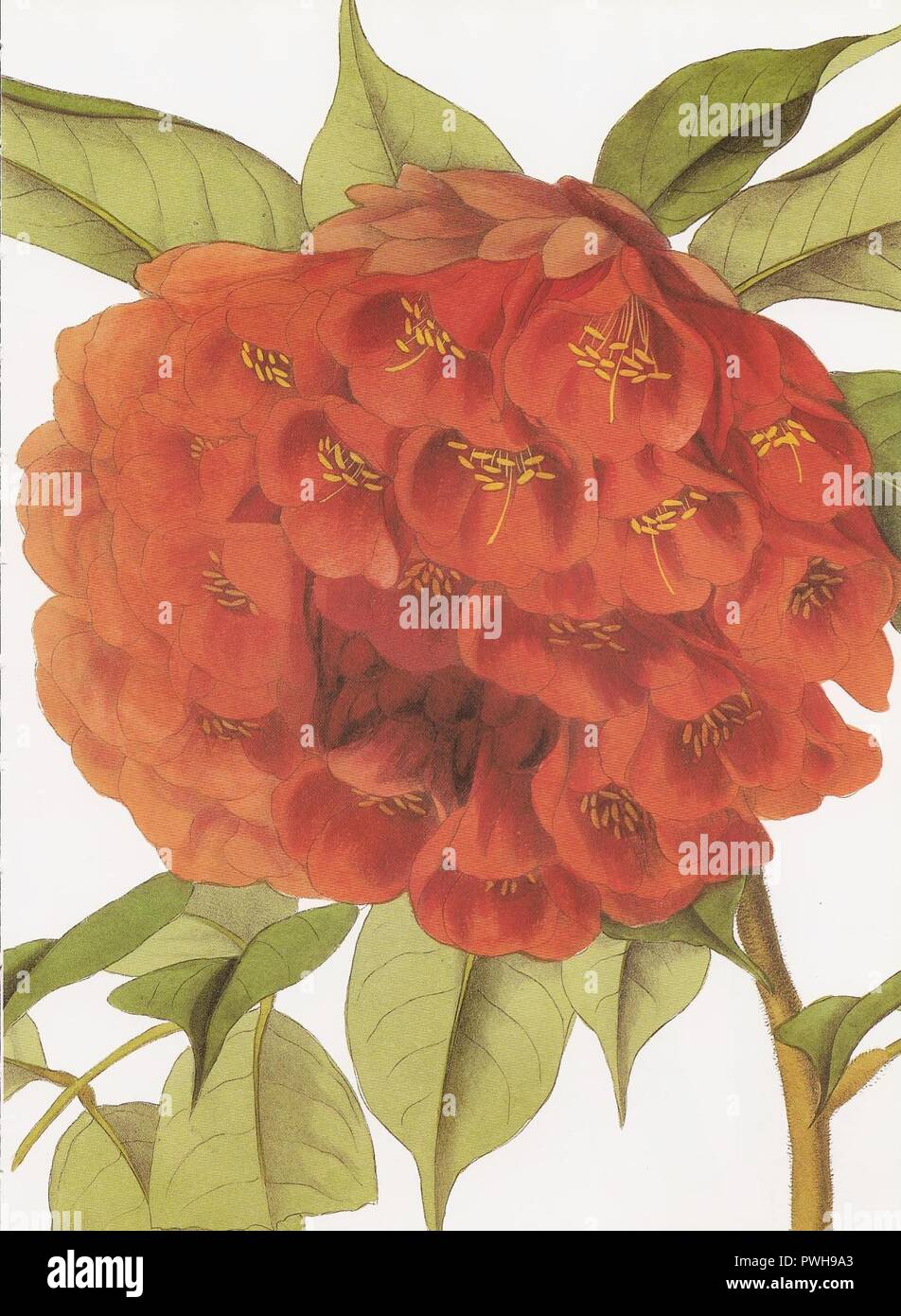Brownea ariza RHS Stock Photo - Alamy