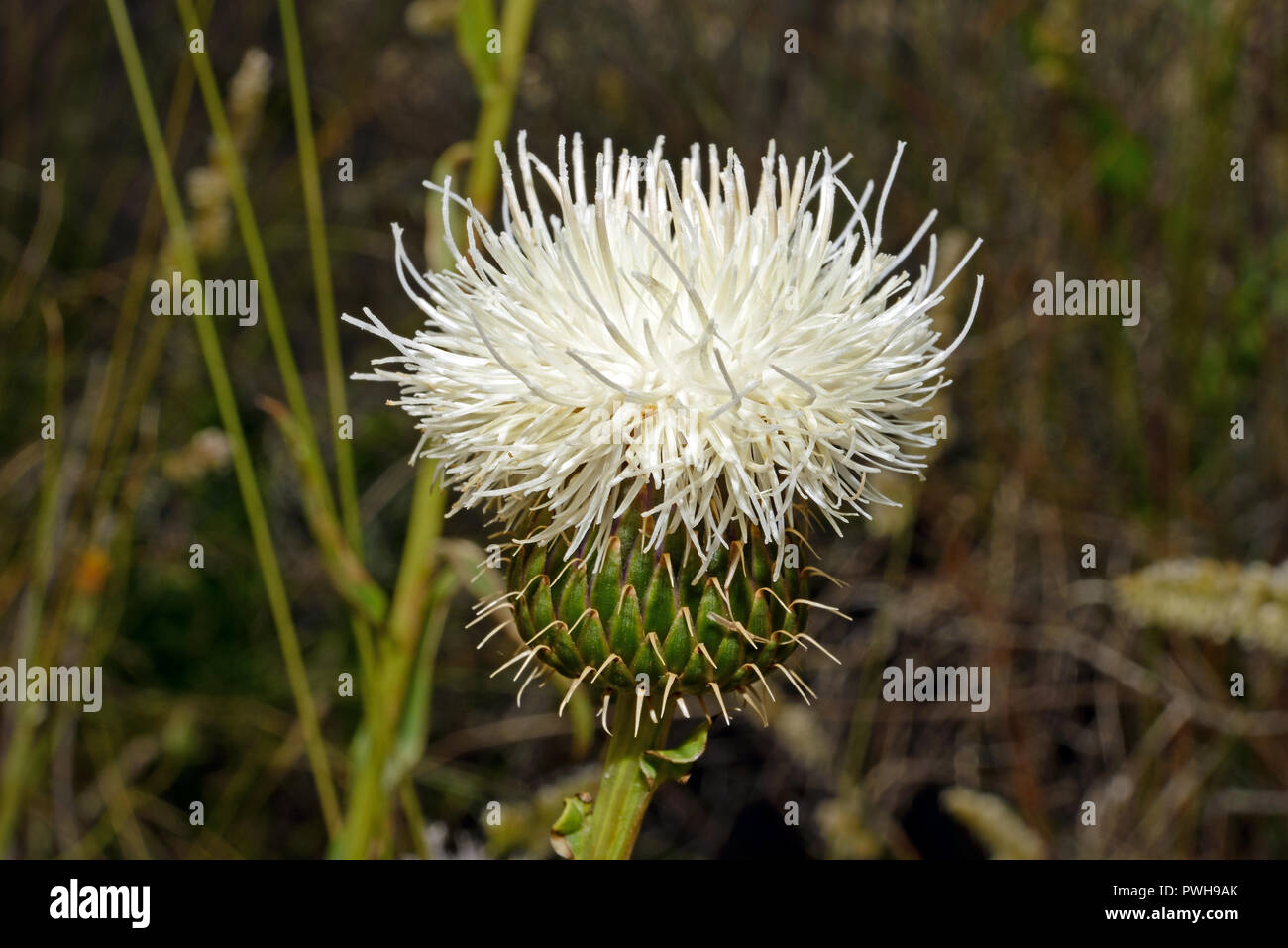 Plant native to iberian peninsula hi-res stock photography and images ...