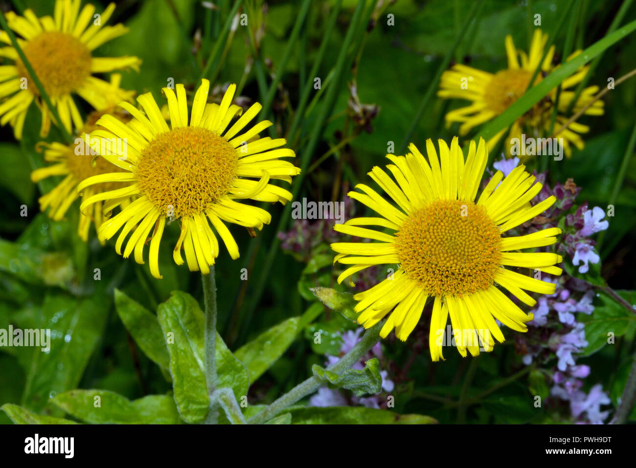 Damp Habitats High Resolution Stock Photography and Images - Alamy