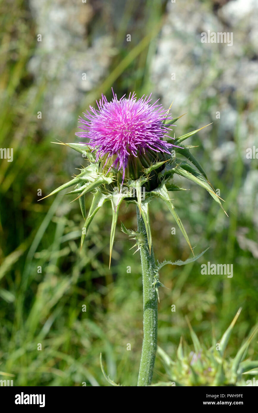 Invasive Species Plant High Resolution Stock Photography and Images - Alamy